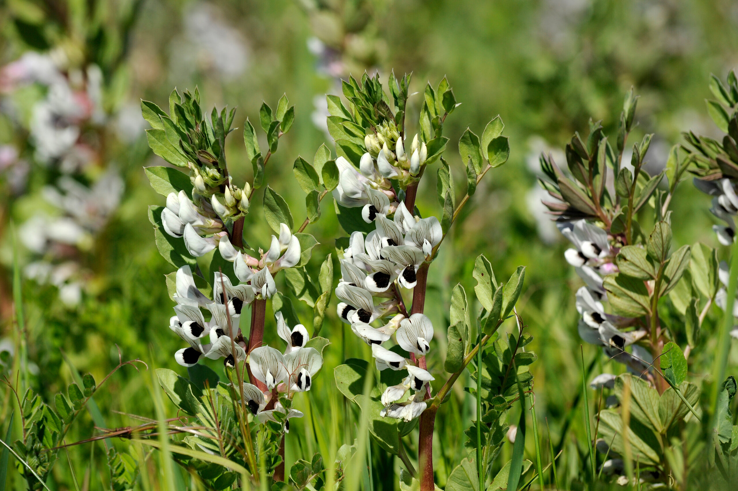 Proleval - Valorial - Agri-food Valorization Research and Innovation