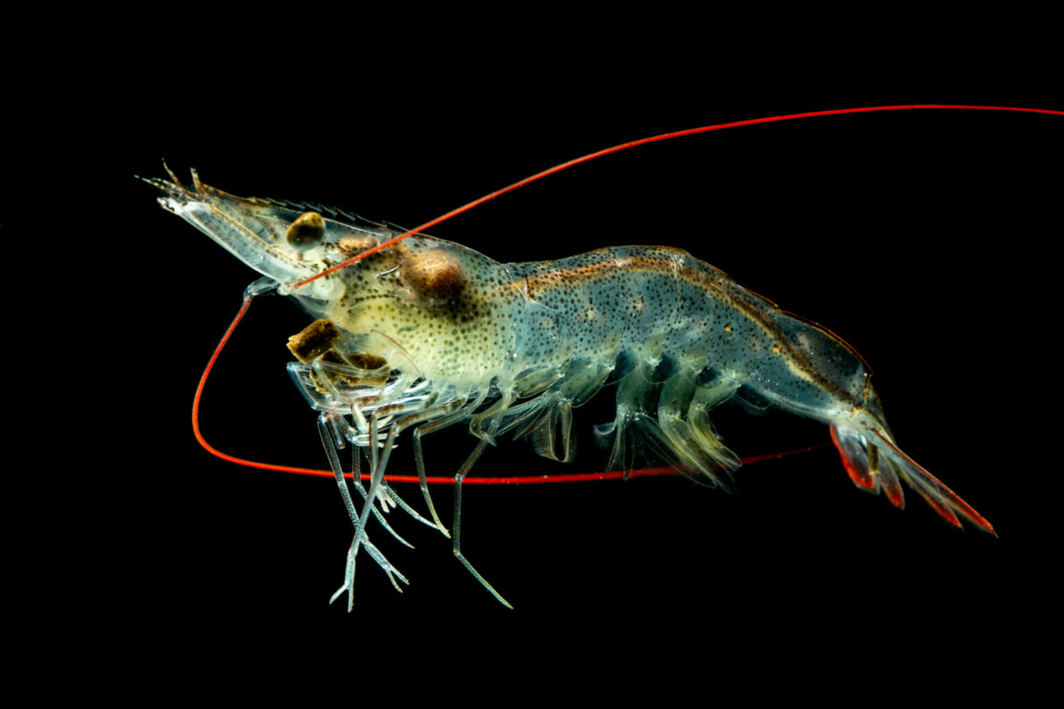 Kera-Screen - Valorial